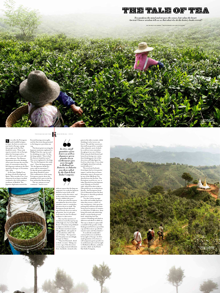 The Tale of Tea | PDF | Tea | Hot Drinks