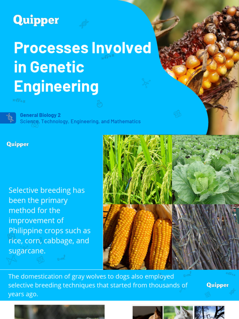 Processes Involved in Genetic Engineering | PDF | Genetic Engineering ...