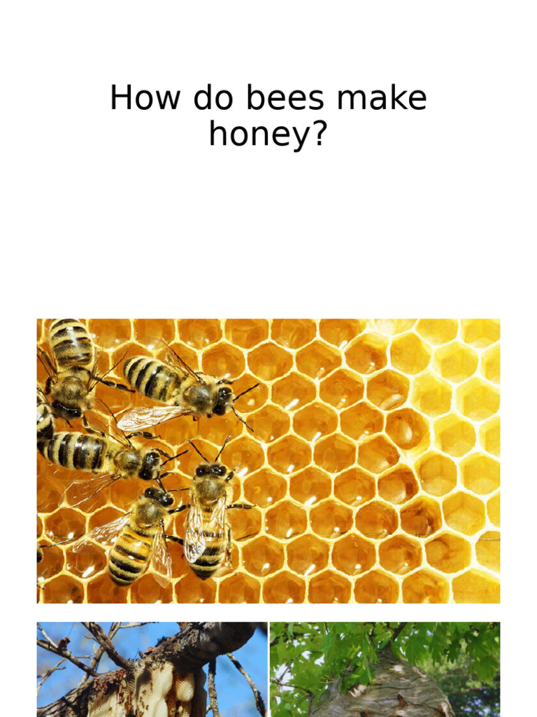 How Bee Make Honey | PDF