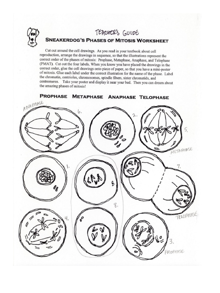 Phases of MItosis - SHST | PDF