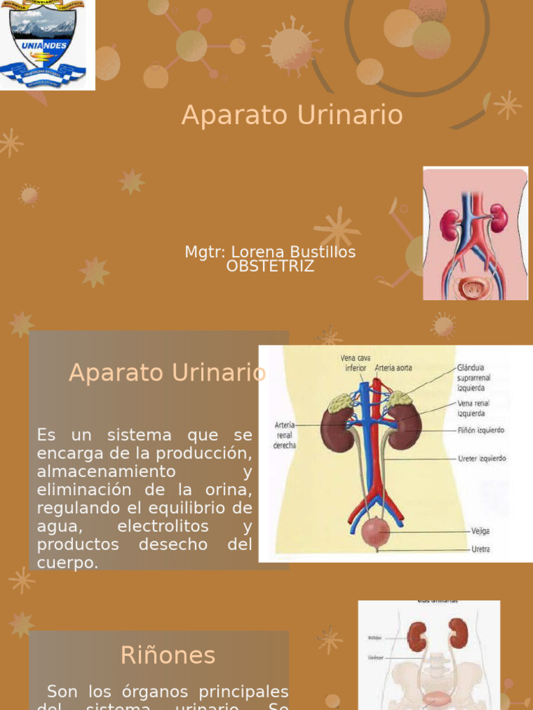 Aparato Urinario | PDF | Riñón | Sistema urinario
