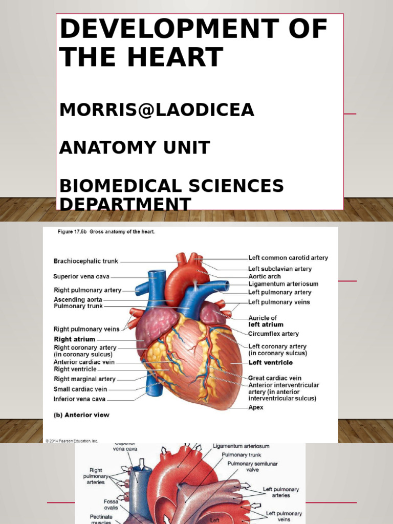 Development of the Heart Paramedics (1) | PDF | Heart | Atrium (Heart)