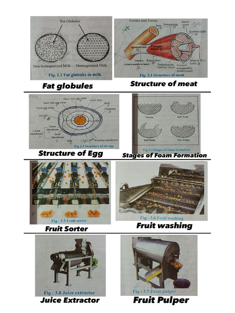 Images For English Medium (Picture Identification) | PDF