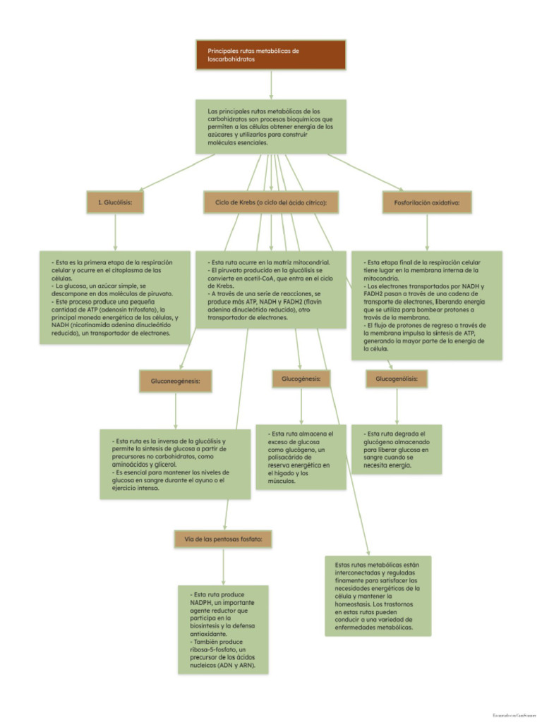 Principalesrutasmetablicasde_202495_91154 | PDF
