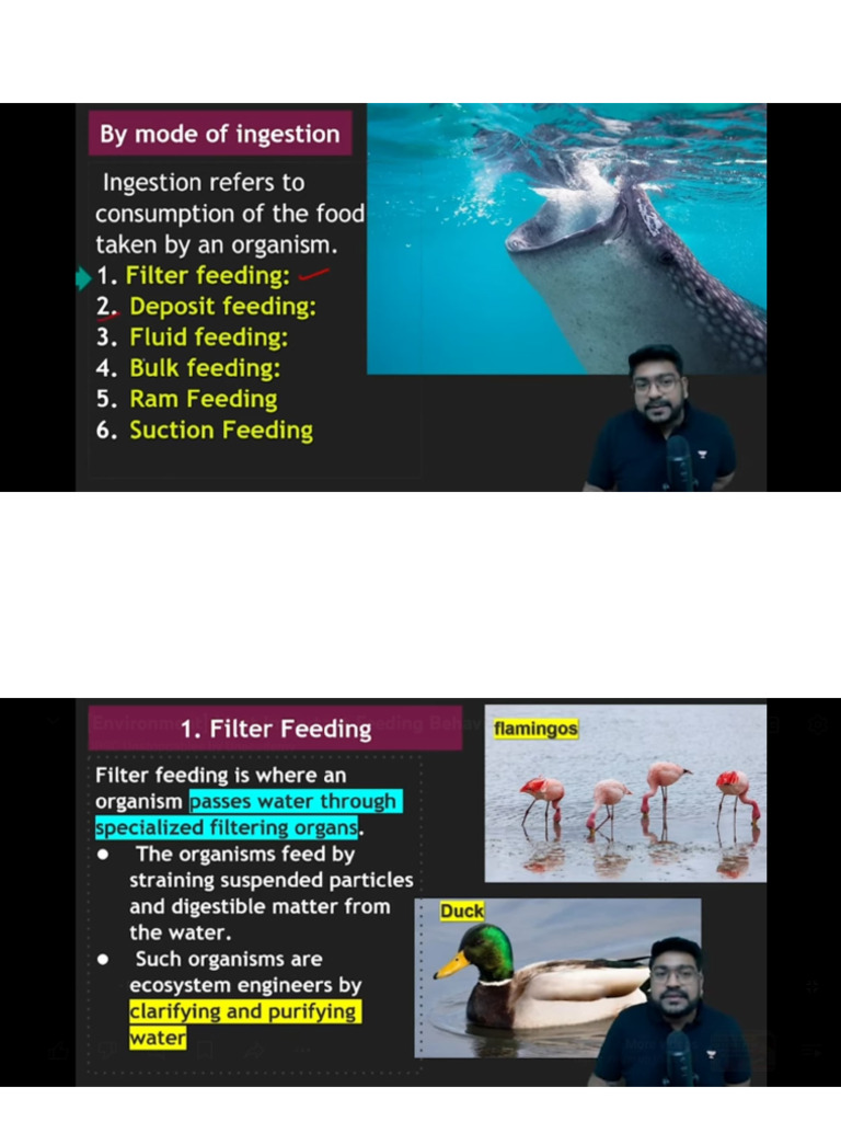 Feeding Pattern | PDF