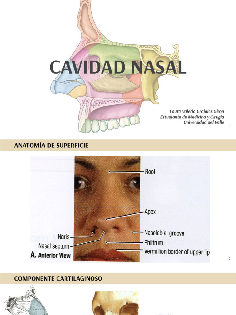 Cavidad Nasal y Senos Paranasales | PDF | Nariz humana | Cabeza y cuello humanos