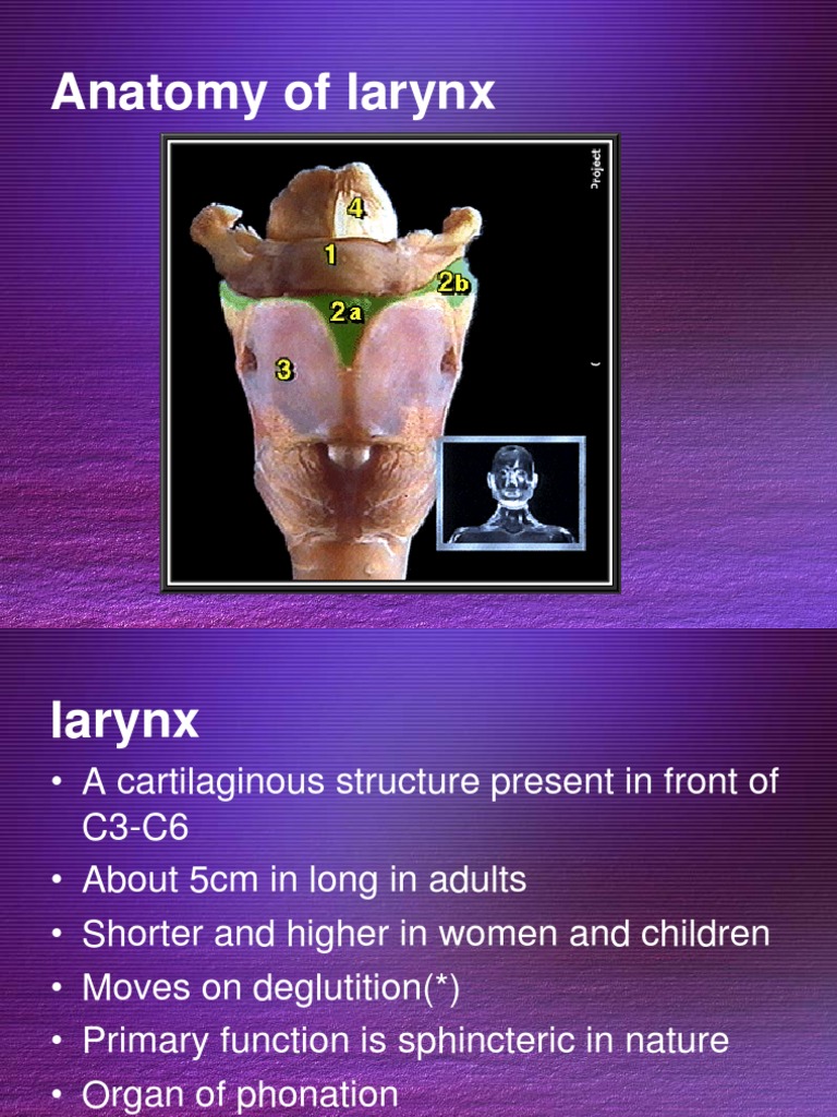 Anatomy of Larynx | PDF | Larynx | Human Anatomy