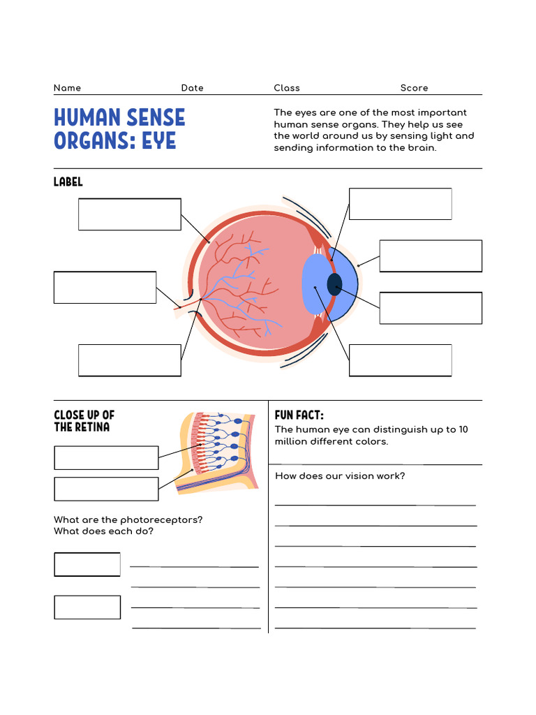 Human Sense Organs Eye Biology Worksheet in Red and Blue Illustrated Style | PDF | Eye | Visual ...