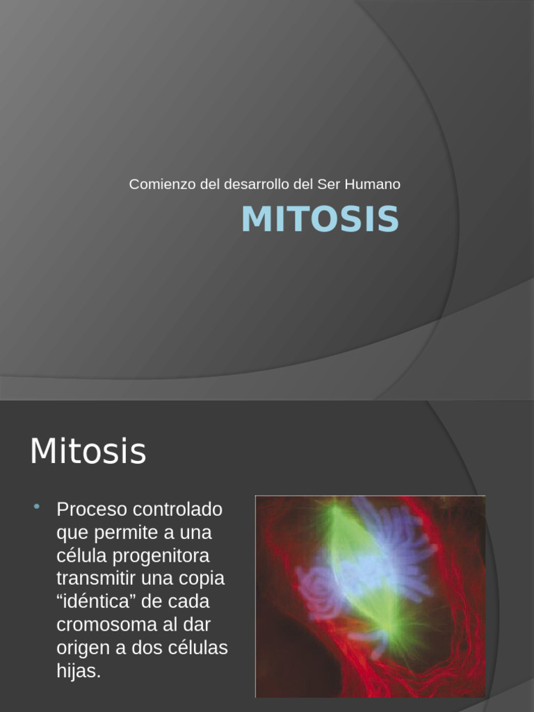 Mitosis | PDF