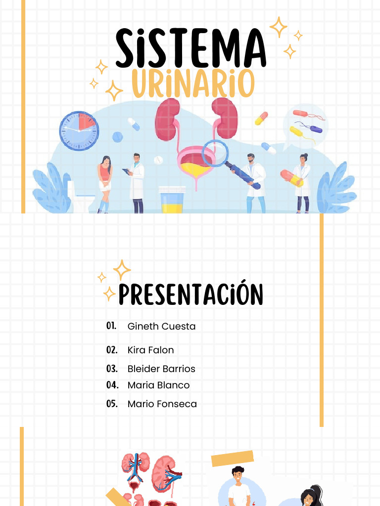 Sistema Urinario | PDF | Sistema urinario | Riñón