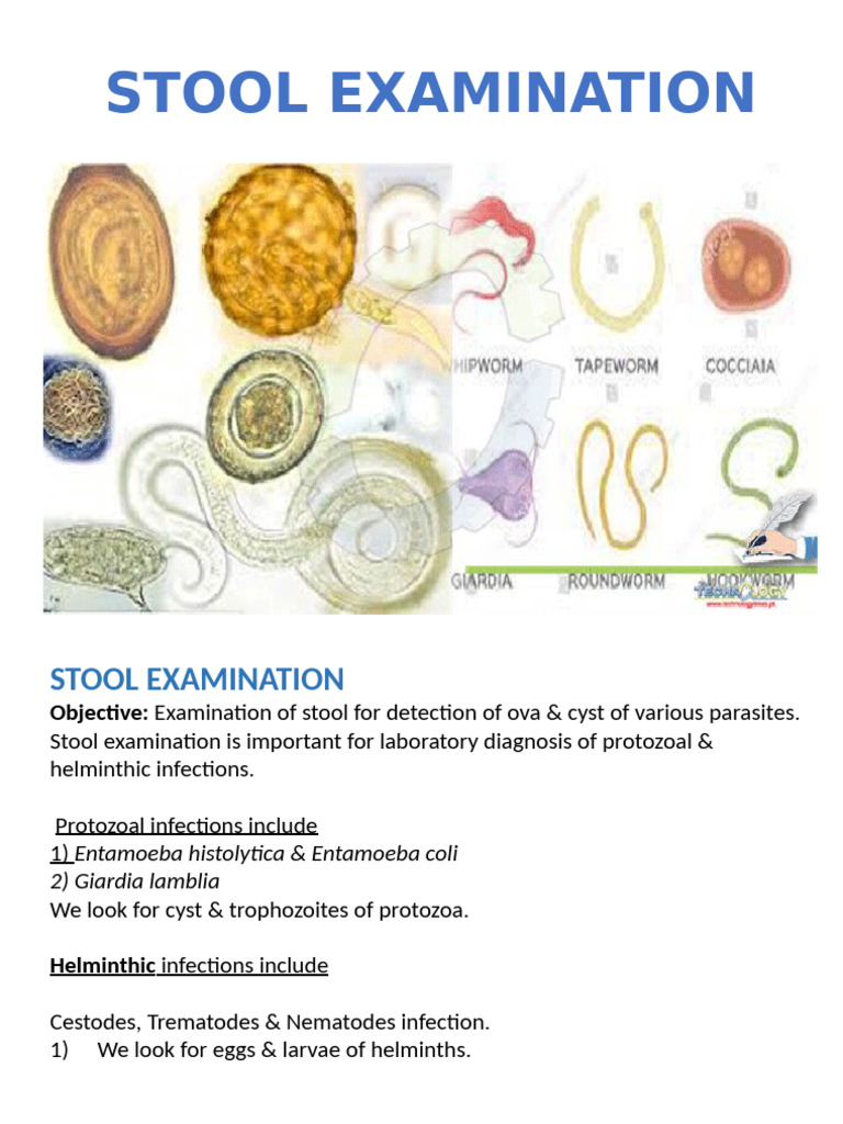 Stool Examination & Demonstration of Eggs, Cyst | PDF | Human Feces ...
