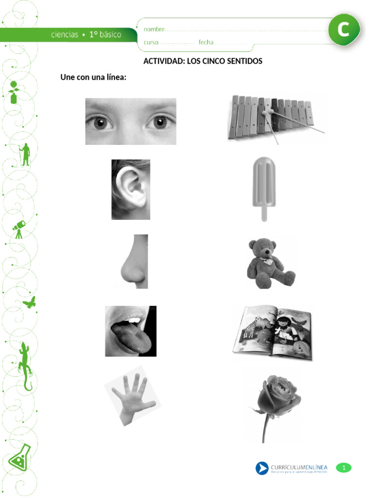 Actividad Educativa: Los Cinco Sentidos | PDF