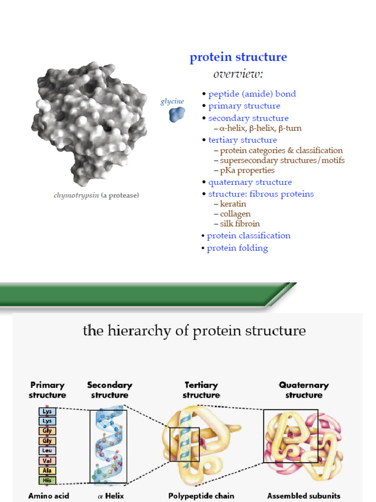 C40 - Lec4 - Protein Structure2 | PDF | Protein Structure | Proteins