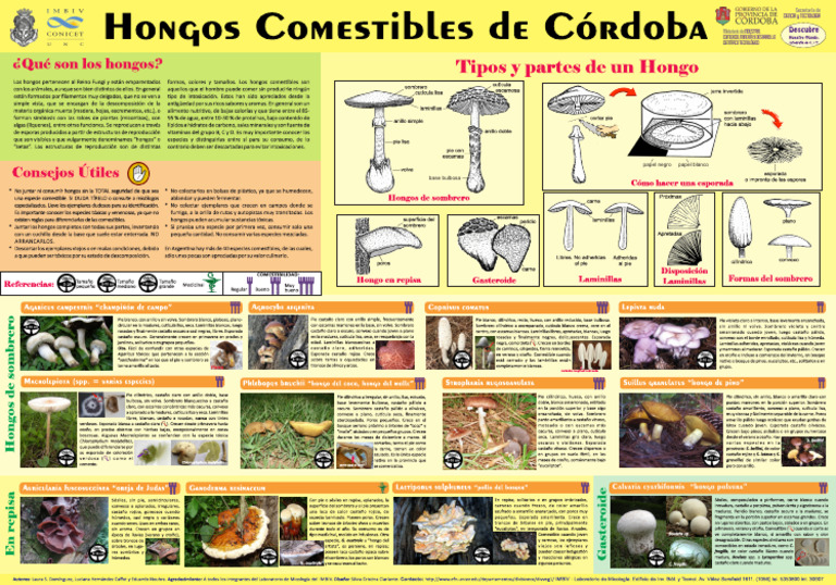 Poster Hongos Comestibles Cordoba | PDF