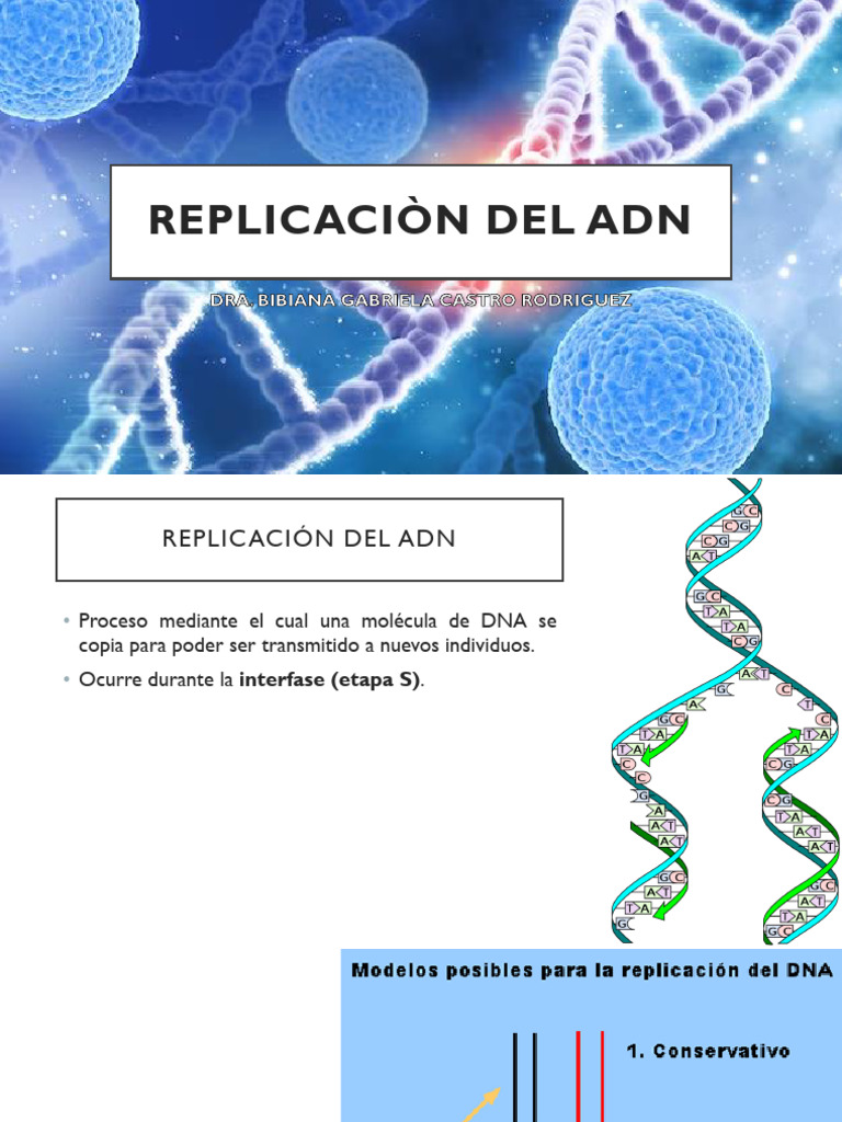 Replicacion del ADN | PDF | Replicación De Adn | Adn