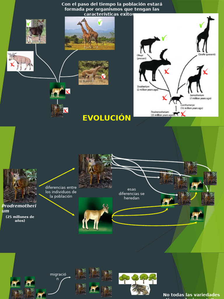 Evolución y Adaptación de Especies | PDF