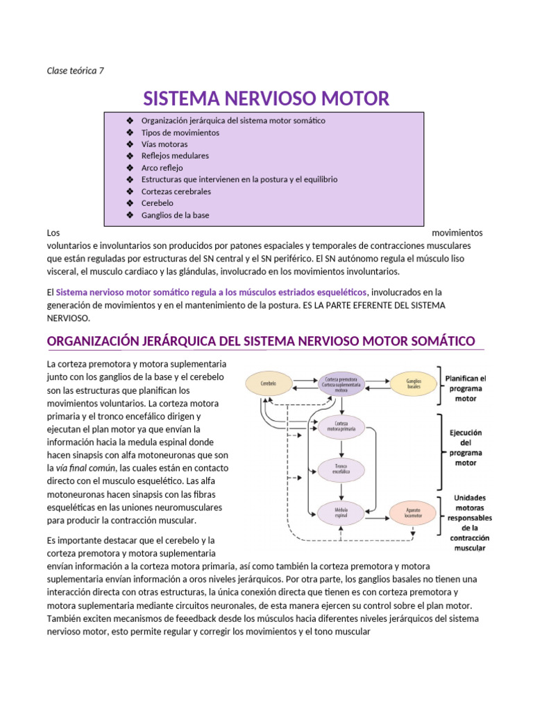 Sistema Nervioso Motor: Funciones y Estructuras | PDF | Neurona motora ...
