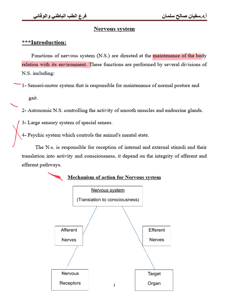 Nervous System 1 | PDF | Nervous System | Nerve