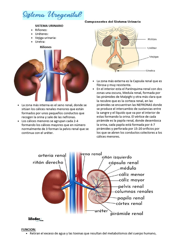 Sistema Urogenital | PDF | Riñón | Urología