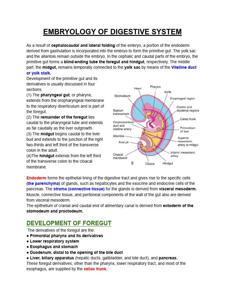 Embryology of Digestive System | PDF | Liver | Pancreas