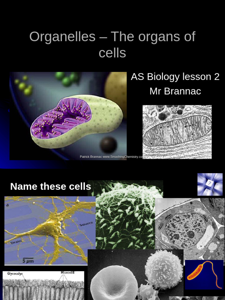 Major Organelles in Cells Explained | PDF