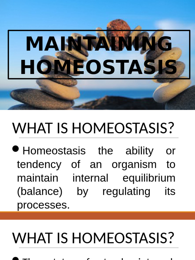 Maintaining Homeostasis | PDF | Homeostasis | Hormone