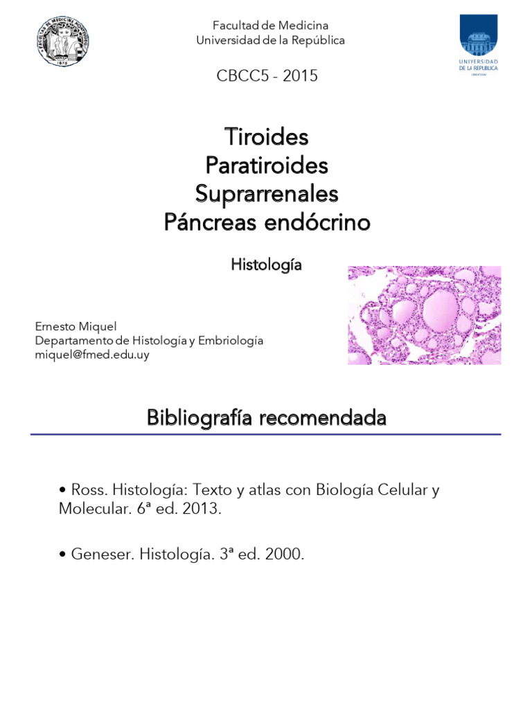 Tiroides, Paratiroides, Suprarrenales, Pancreas Endocrino | PDF | Tiroides | Glándula suprarrenal