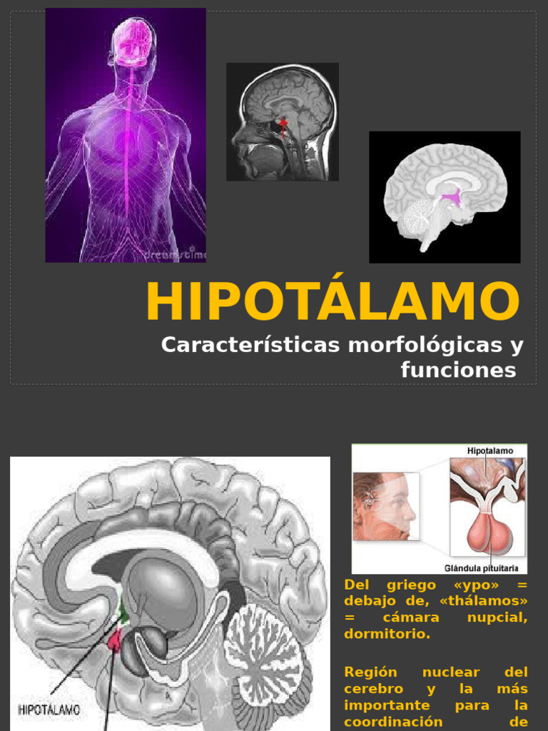 HIPOTALAMO | PDF | Hipotálamo | Neuroanatomía