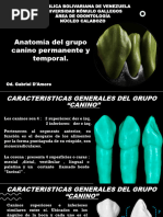 Canino Inferior Descripción | PDF | Odontología | Ramas de Odontología