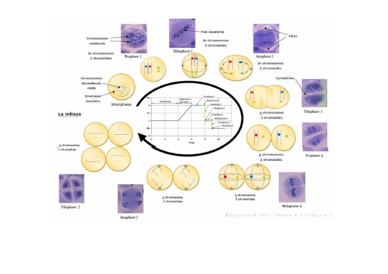 Correction TP3 Méiose | PDF