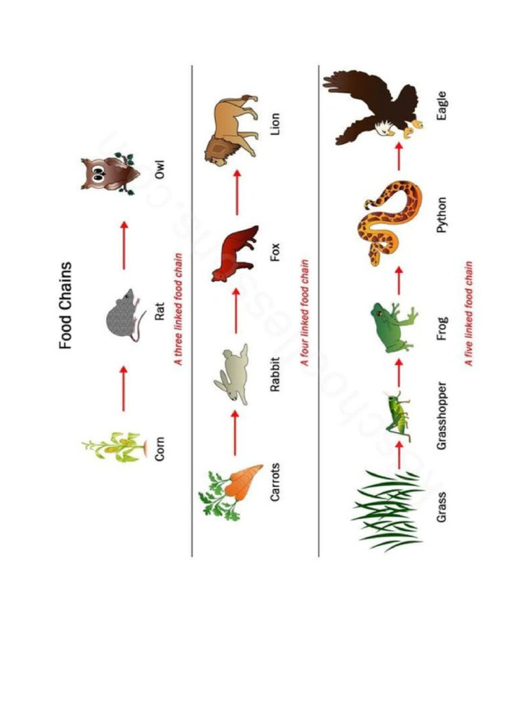 Food Chains | PDF