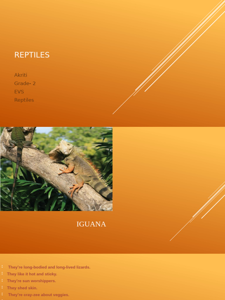Reptiles | PDF