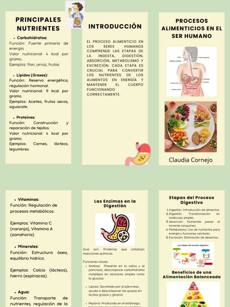 triptico_alimenticio-3181738031117 (1) | PDF | Digestión | Nutrientes