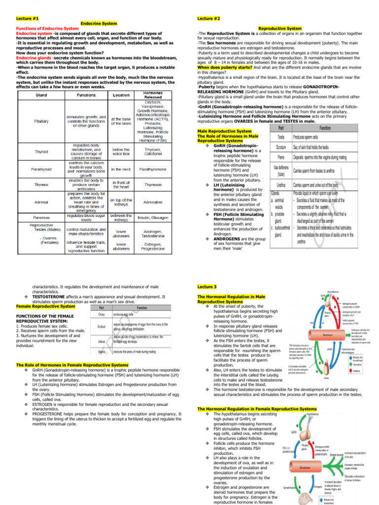 Endocrine and Reproductive Systems Overview | PDF | Menstrual Cycle ...