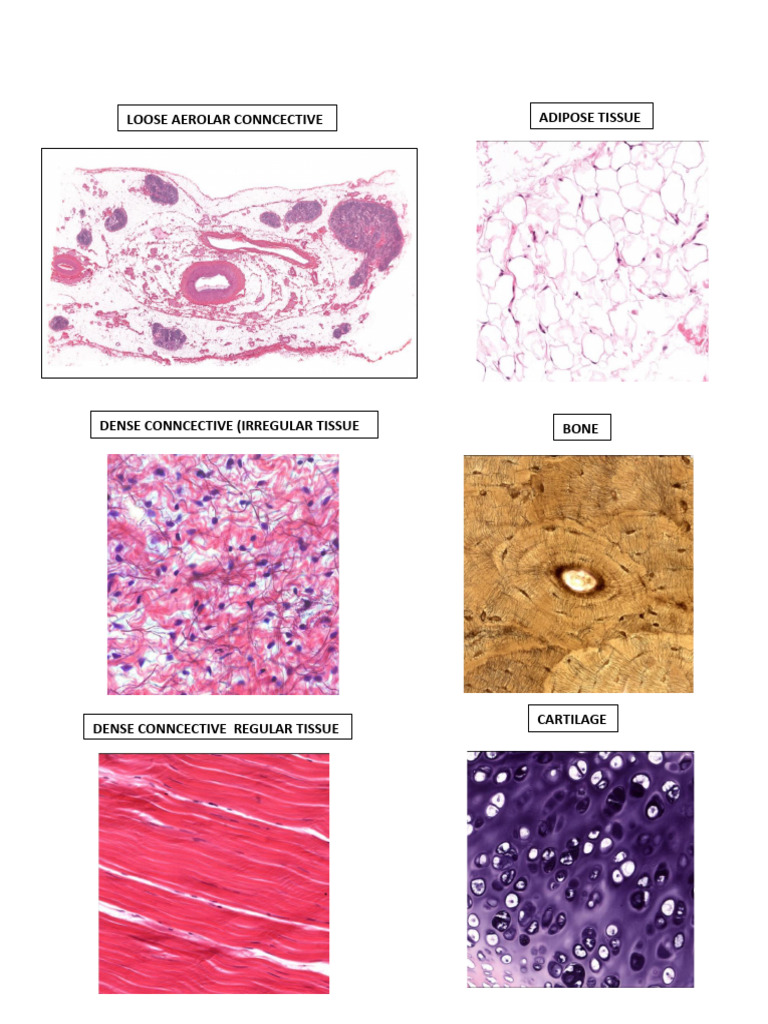 Histology | PDF