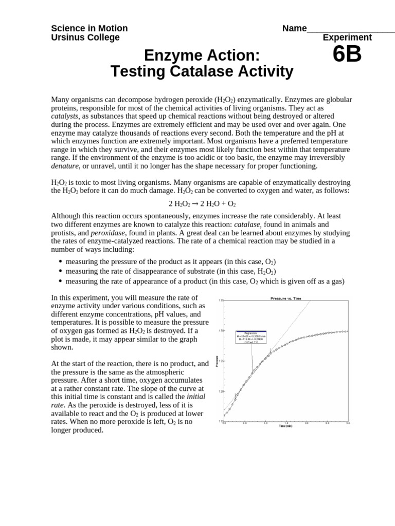 Enzyme Catalase Labdoc Pdf Catalase Hydrogen Peroxide