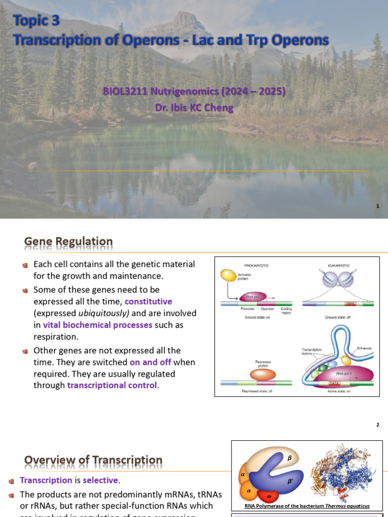 Gene Regulation and Operon Mechanisms | PDF | Operon | Repressor