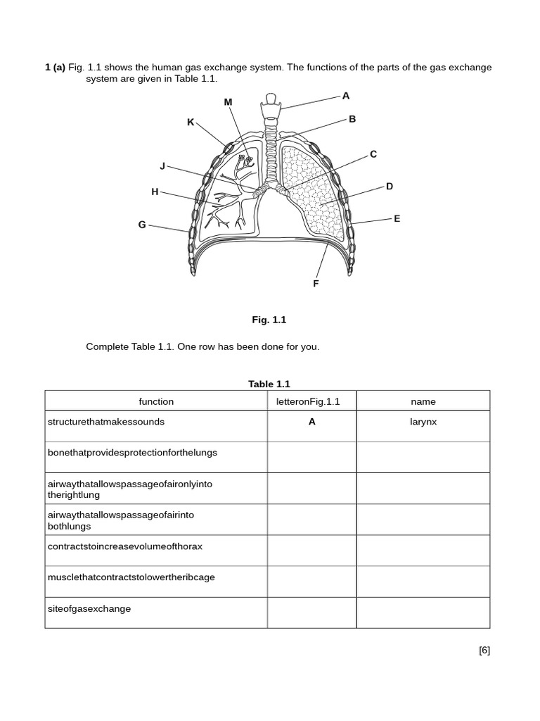 Human Gas Exchange Mechanisms | PDF | Breathing | Respiratory System