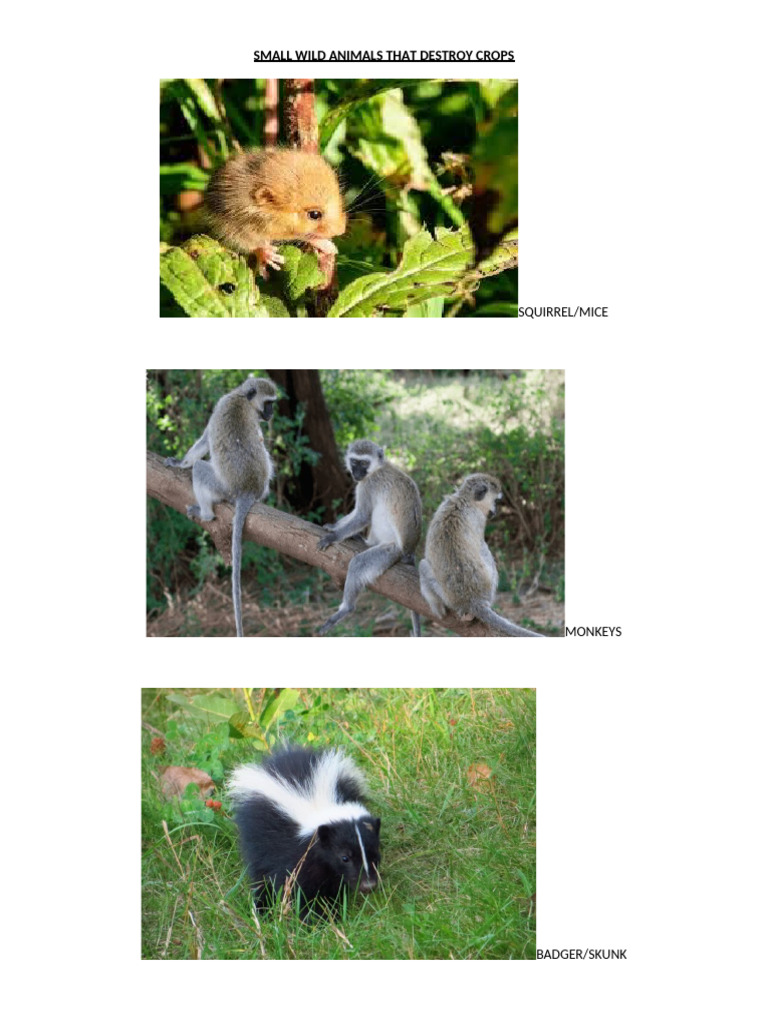 Small Wild Animals Damaging Crops | PDF