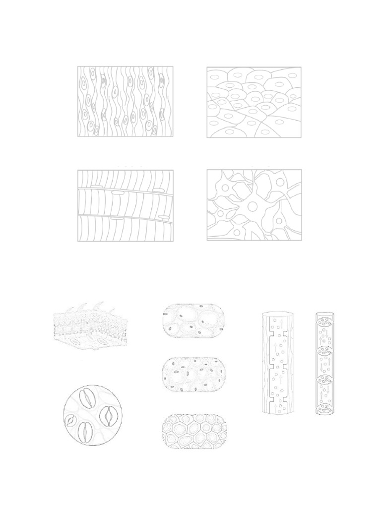 Types of Tissues | PDF