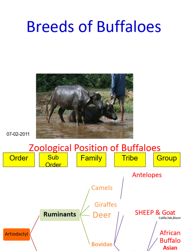 Overview of Buffalo Breeds and Types | PDF | Cattle | Milk