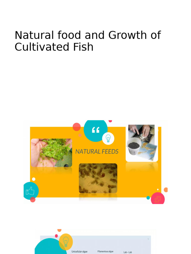 Fish Feeding | PDF