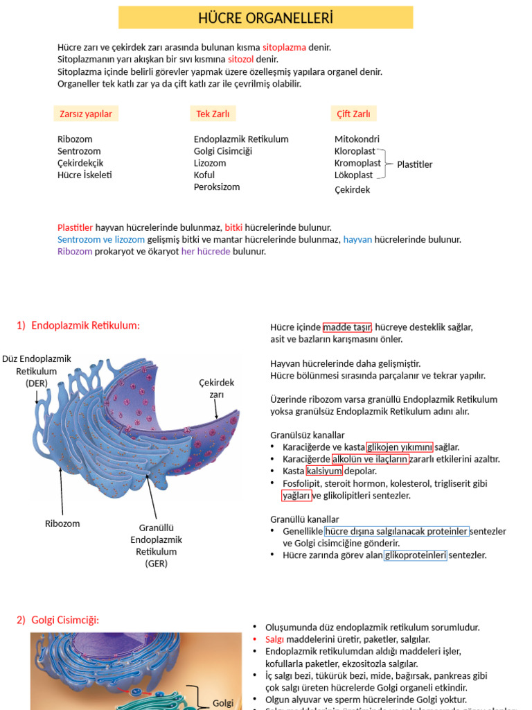4 S Hücre Organelleri Slayt | PDF