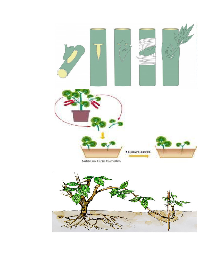 La Multiplication Végétative | PDF