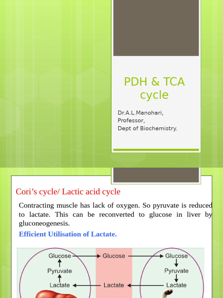 PDH and TCA Cycle Bpt | PDF | Diet & Nutrition | Chemistry