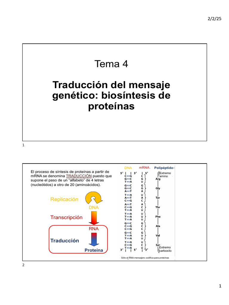 Tema 4. Traducción del mensaje genético- biosíntesis de proteínas. (7 ...