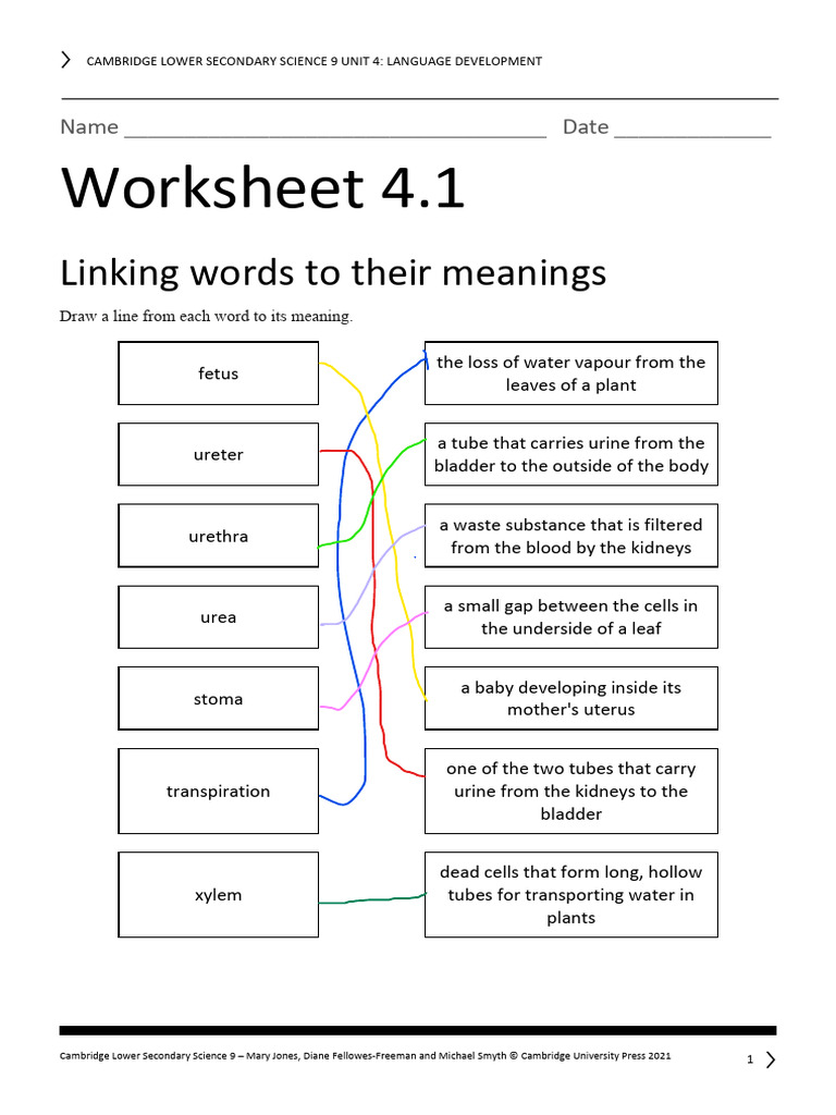 S9_U4_Language_Worksheets | PDF | Urinary System | Genitourinary System