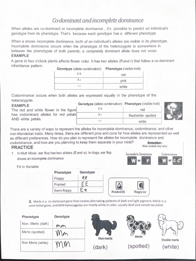 Codominant and Incomplete Practice | PDF