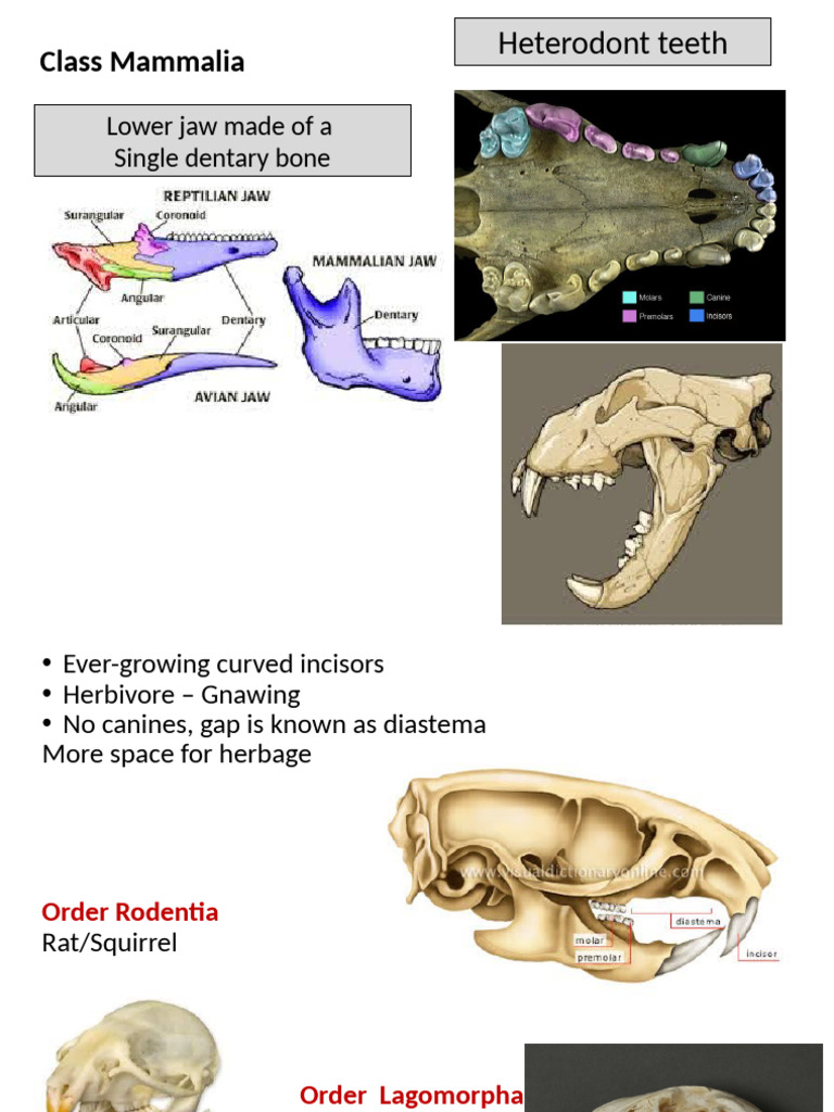 Selenodont vs Lophodont Teeth in Mammals | PDF | Tooth | Zoology