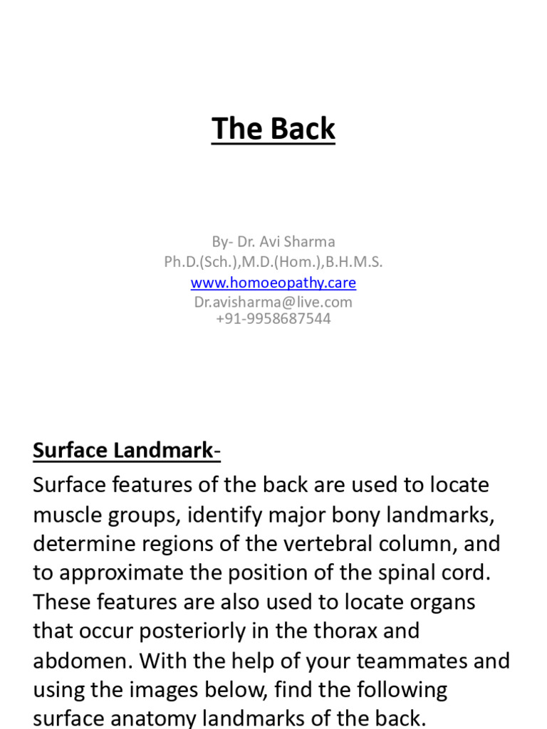 Surface Anatomy of the Back | PDF | Vertebra | Vertebral Column